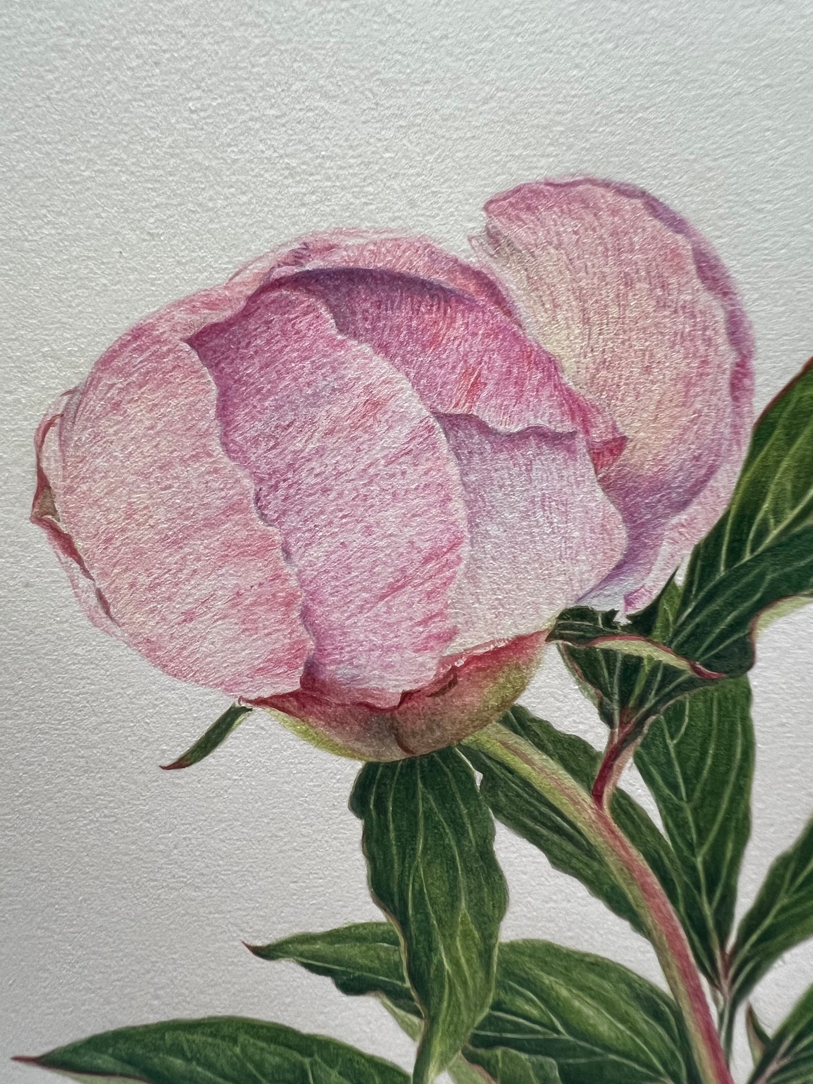IRENE MAY GILBERT Peony - Etsy