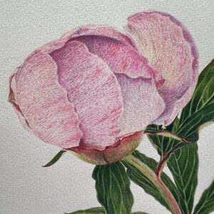 IRENE MAY GILBERT Peony - Etsy