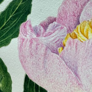 IRENE MAY GILBERT Peony - Etsy