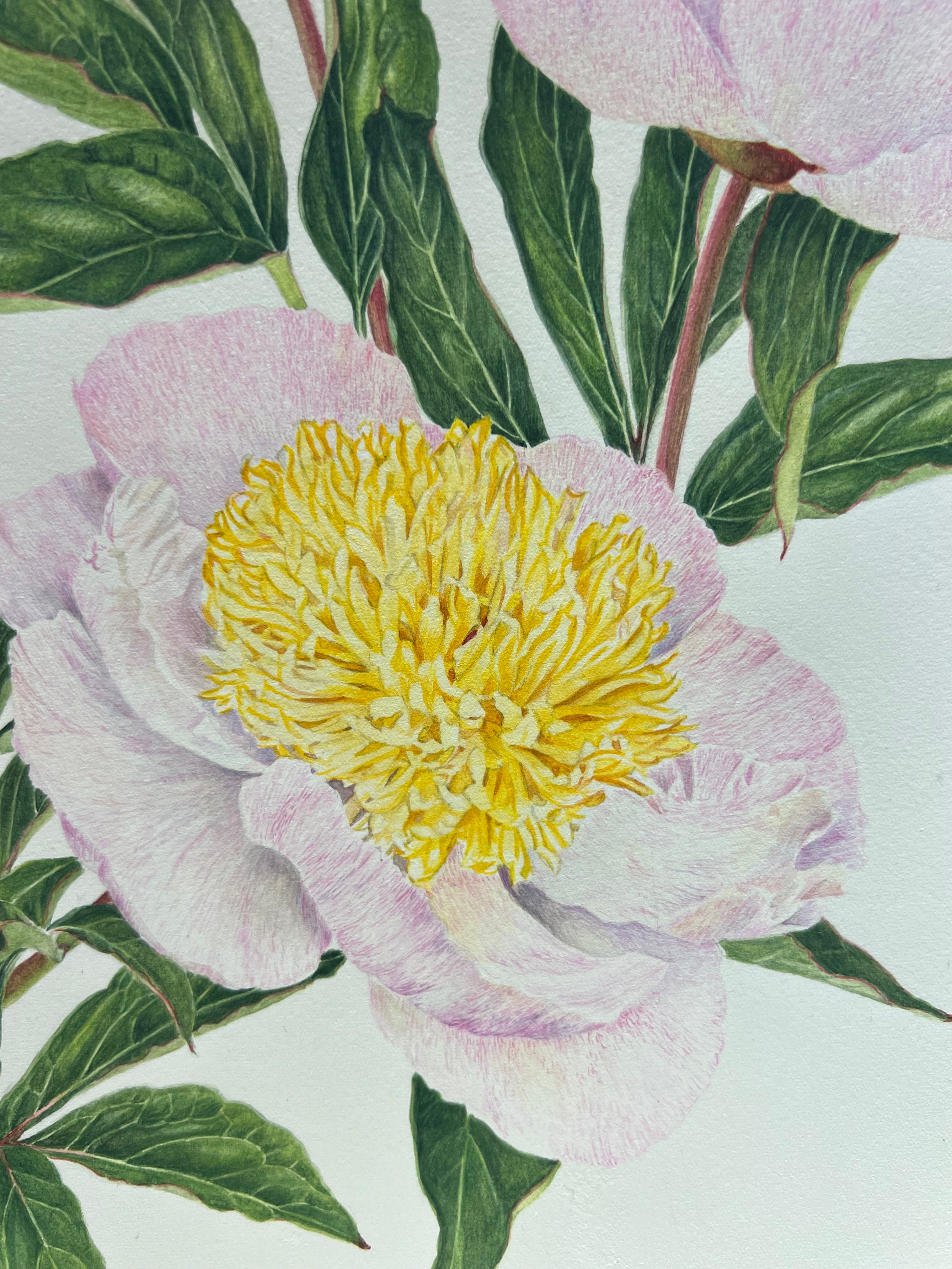 IRENE MAY GILBERT Peony - Etsy