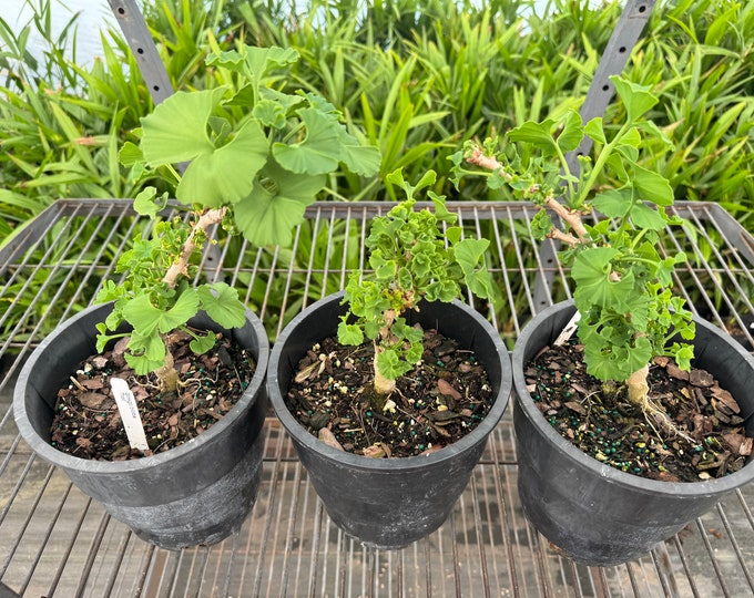 Ginkgo Biloba troll Dwarf Ginkgo Tree - Etsy