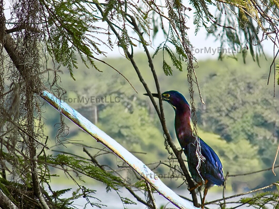 Florida Snake Bird Wildlife Photo Print - Etsy