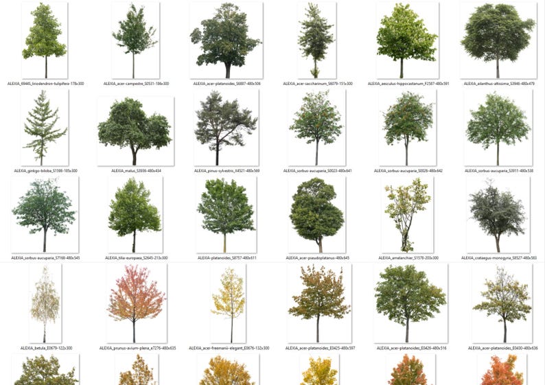 200+ Transparent Background Trees | Tree Clipart | High-resolution Tree ...