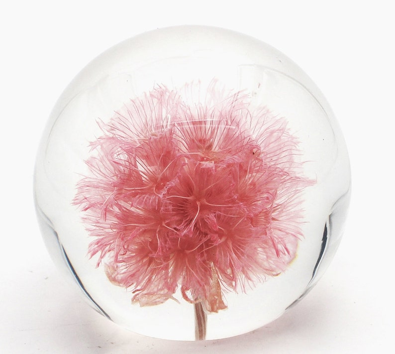 Real Orchid Paperweight,phalaenopsis Resin Paperweight,gift for Her ...