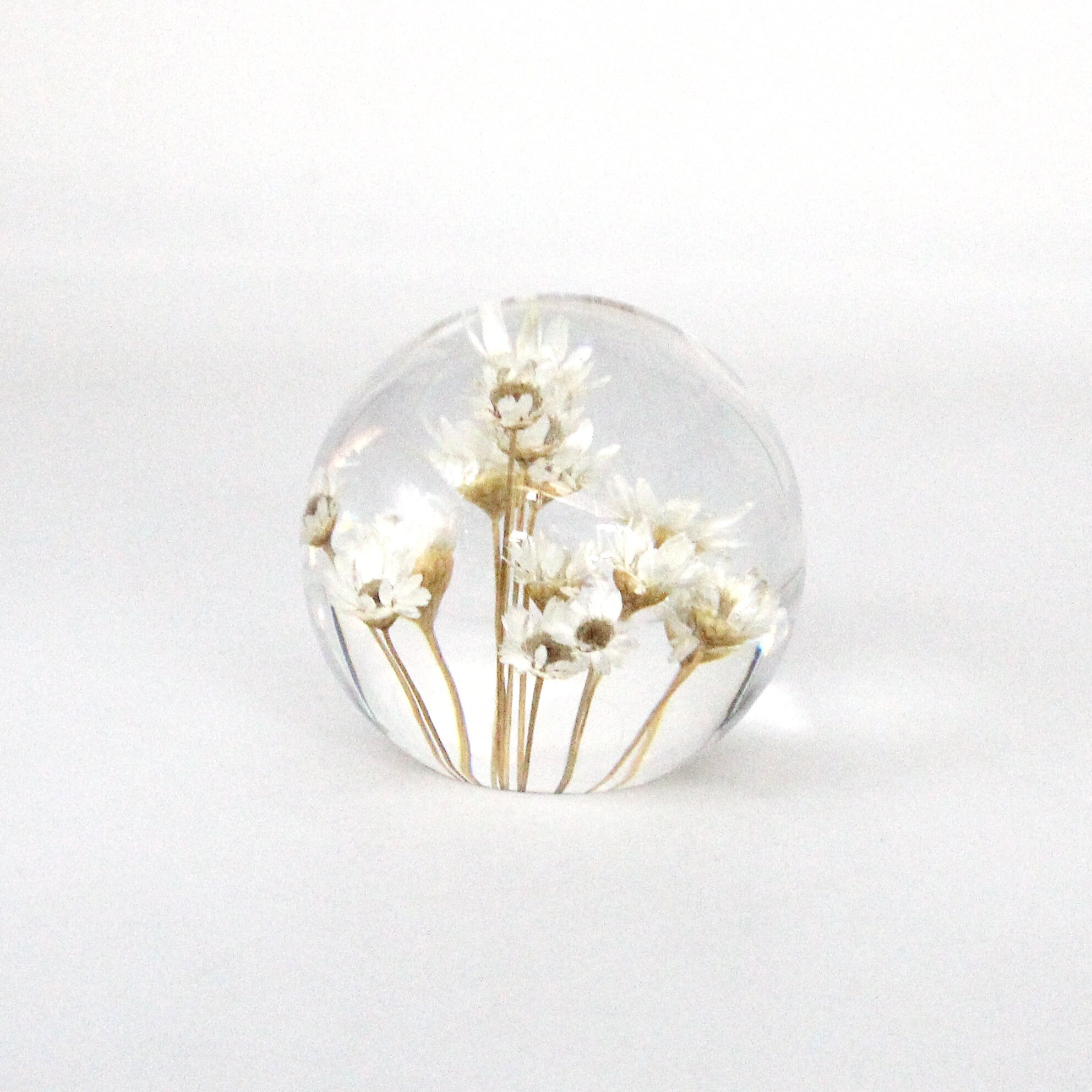 Real Orchid Paperweight,phalaenopsis Resin Paperweight,gift for Her ...