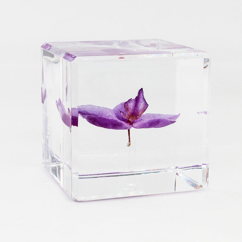Real Orchid Paperweight,phalaenopsis Resin Paperweight,gift for Her ...