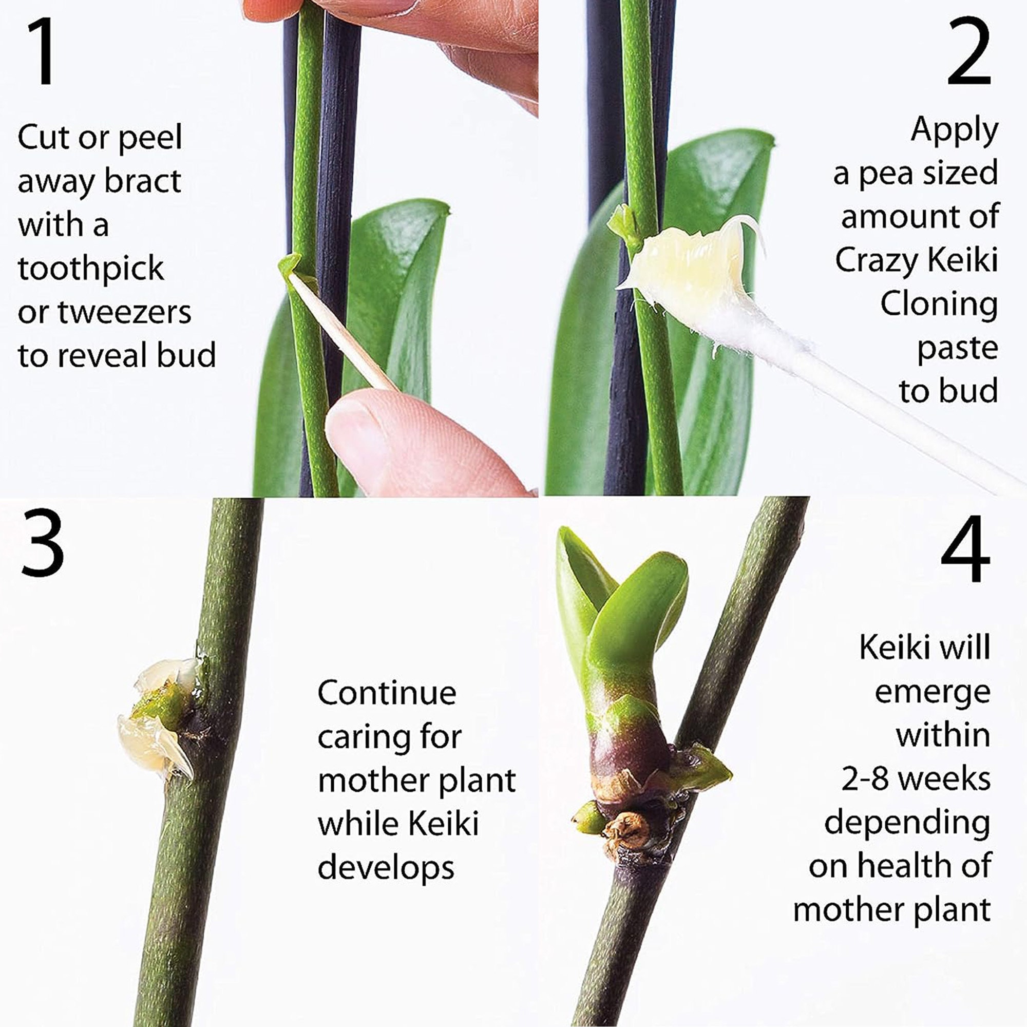 Keiki Paste Clone Orchids & Houseplants Like Monsteras, Philodendron ...