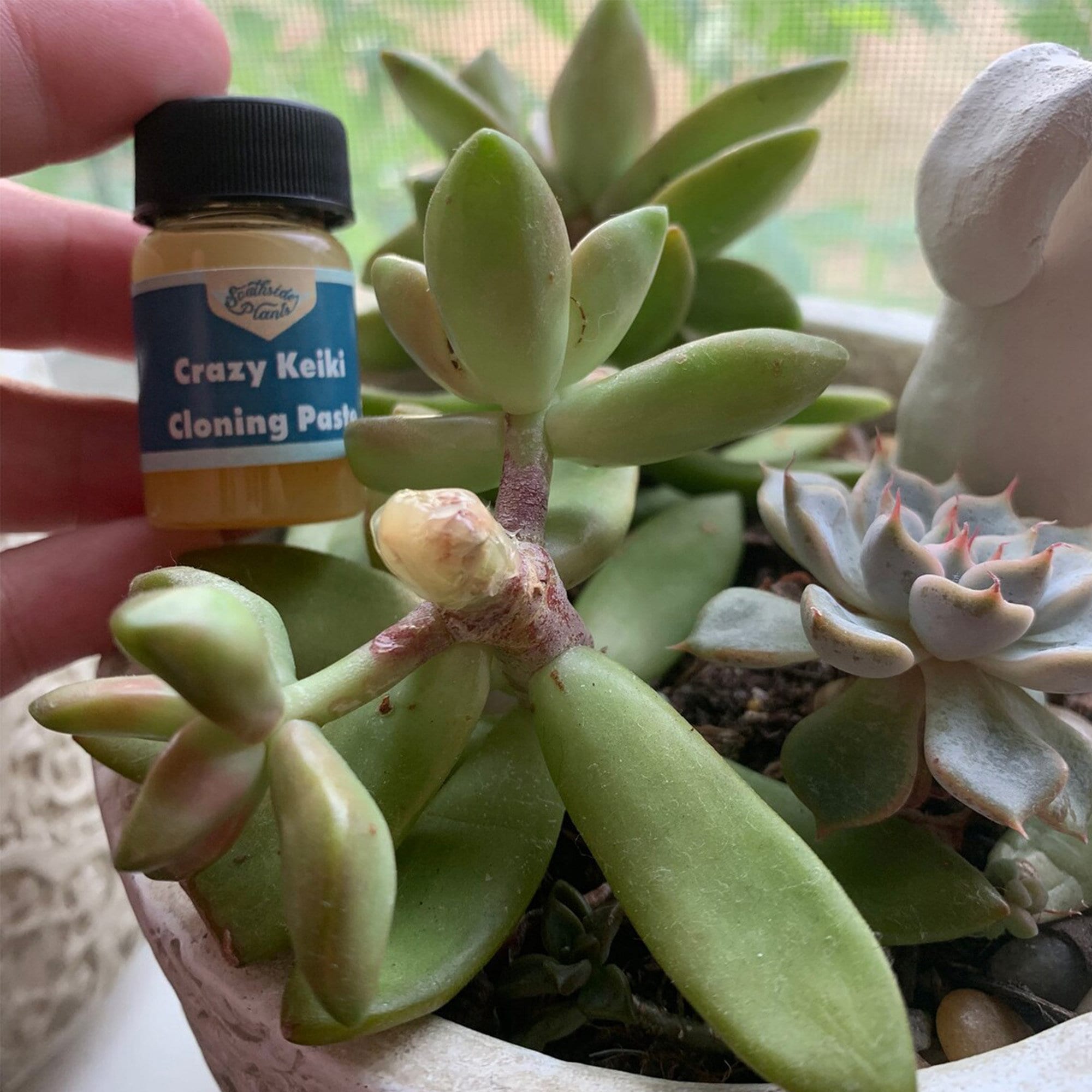 Keiki Paste Clone Orchids & Houseplants Like Monsteras, Philodendron ...