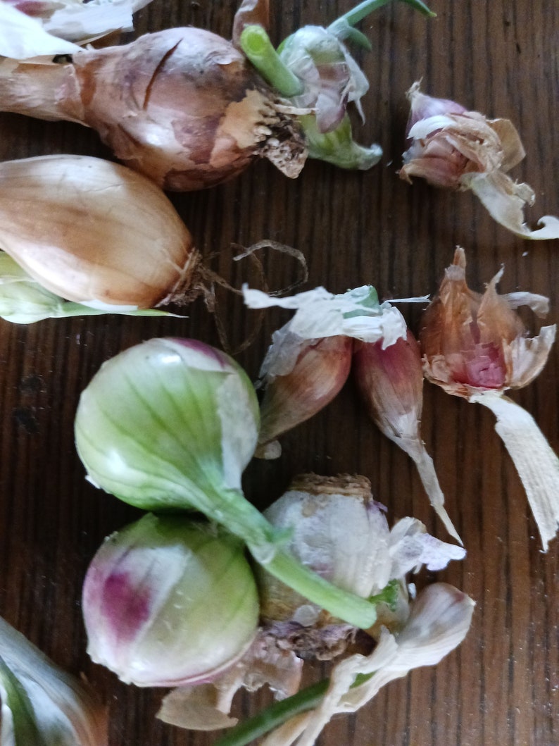 Egyptian Walking Onion - Etsy