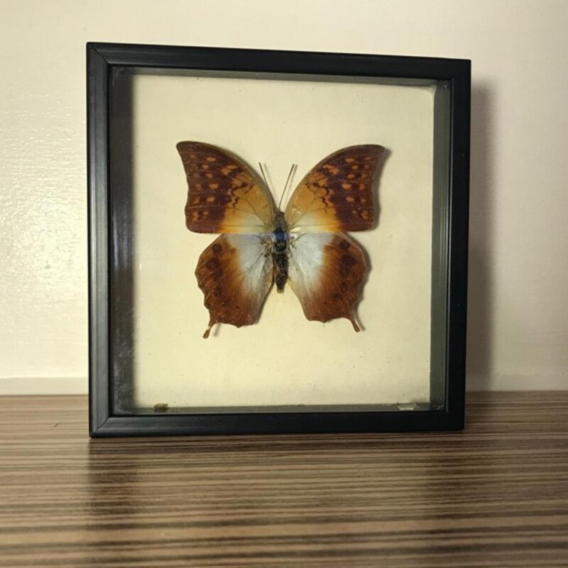 Charaxes - Etsy