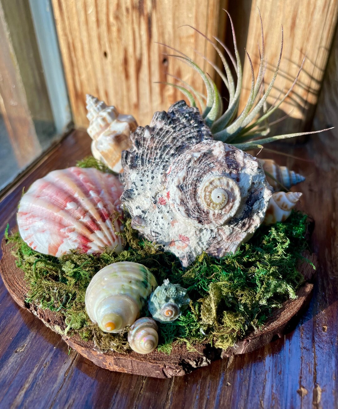 Air Plant Display, Air Plant Holder, Housewarming Gift, Unique Gift ...