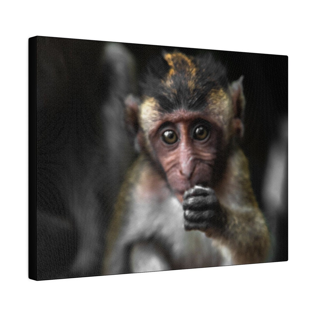 Wanna Fight Baby Monkey Matte Canvas Stretched 0.75 - Etsy