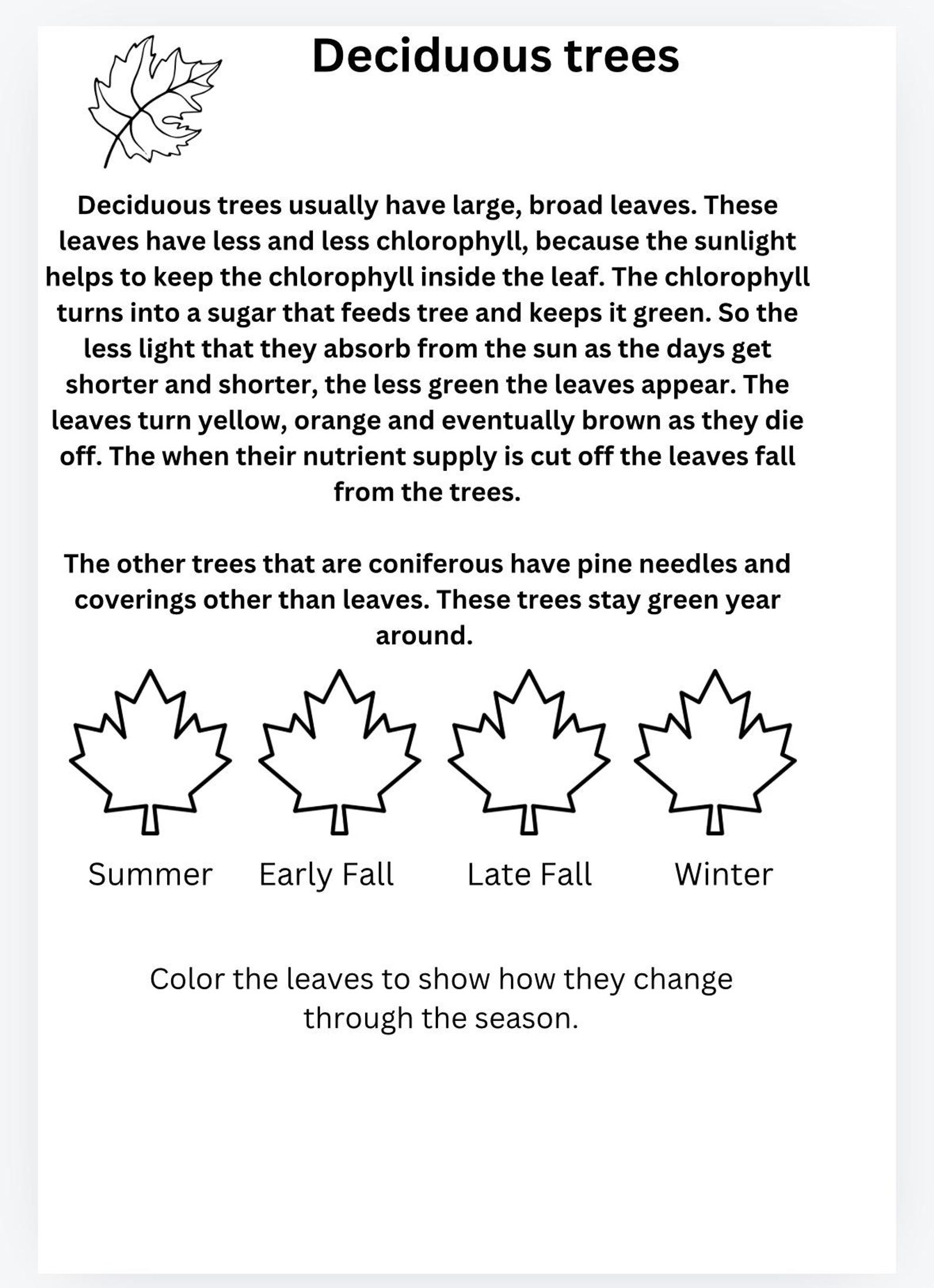 Autumn Leaves Coloring Pages: Fall Science Lesson (digital Download) - Etsy