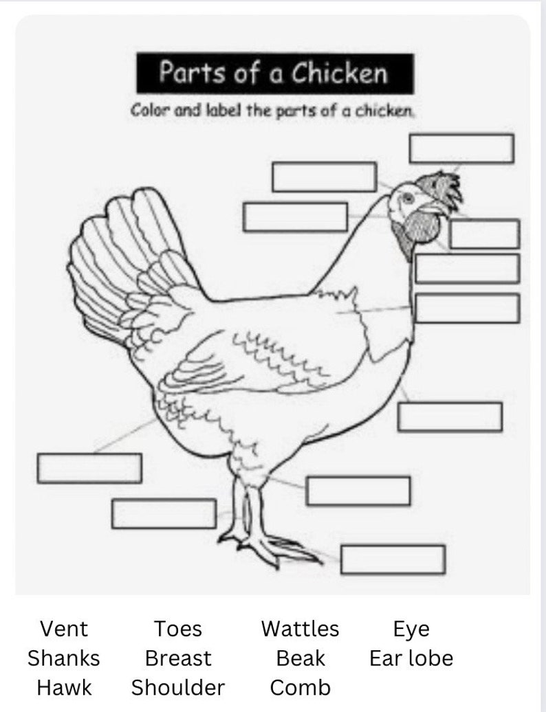Chicken Lesson - Etsy