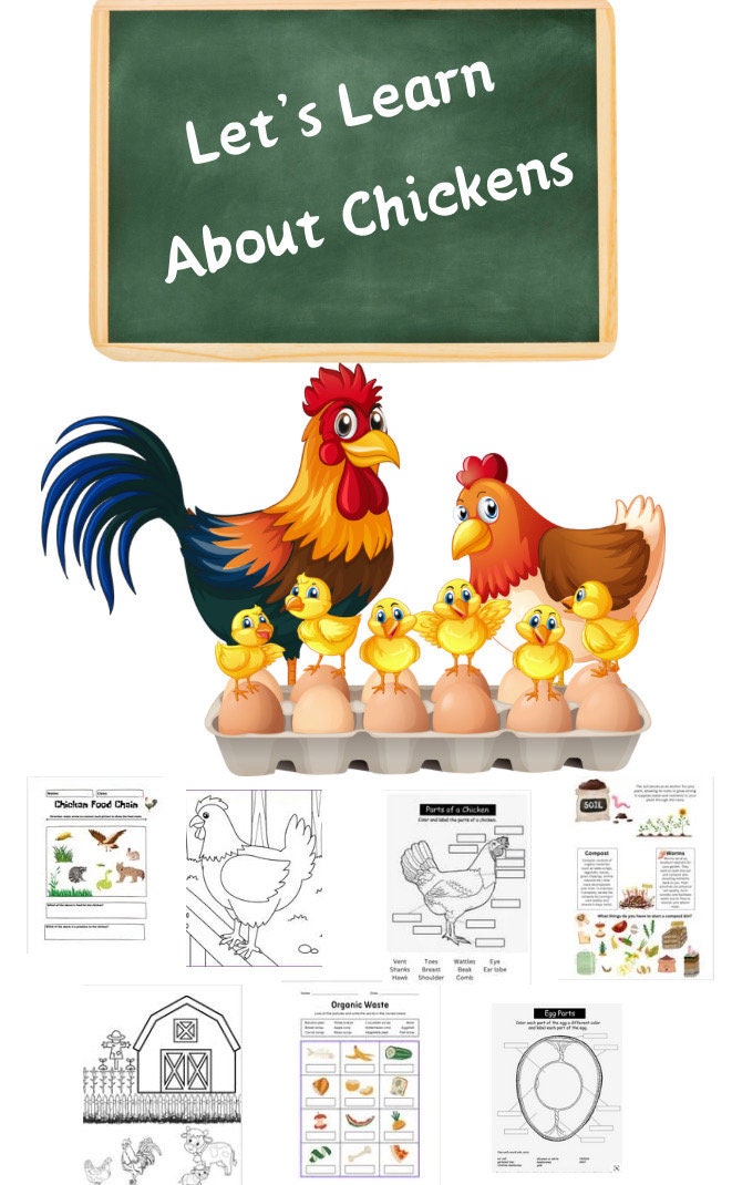 Chicken Mini-lesson | Parts of Chicken & Egg Worksheets (digital ...
