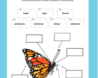 Butterfly Life Cycle Lesson, Preschool Butterfly Lesson, Butterfly ...