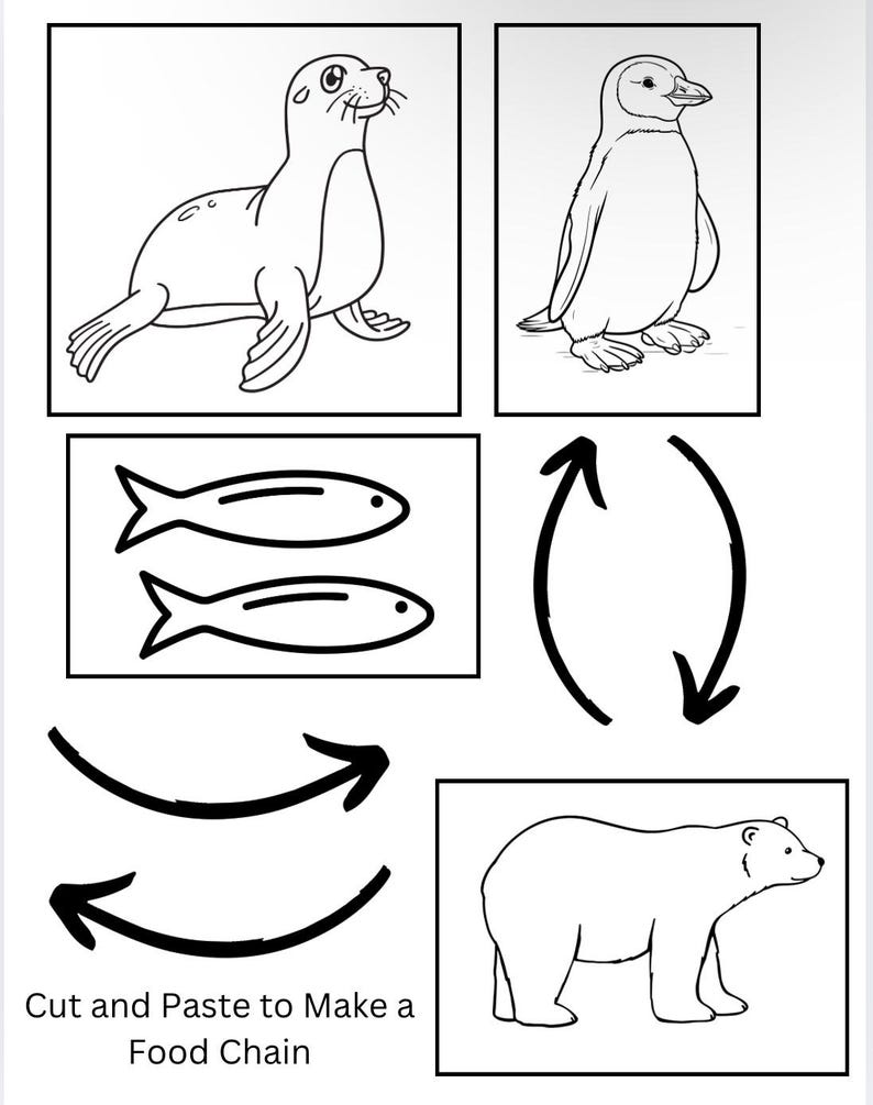 Polar Animals and Food Chains - Etsy