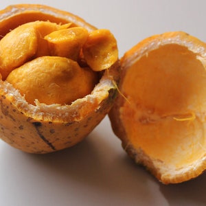 Mabunga saba Fruit Pulp - Etsy