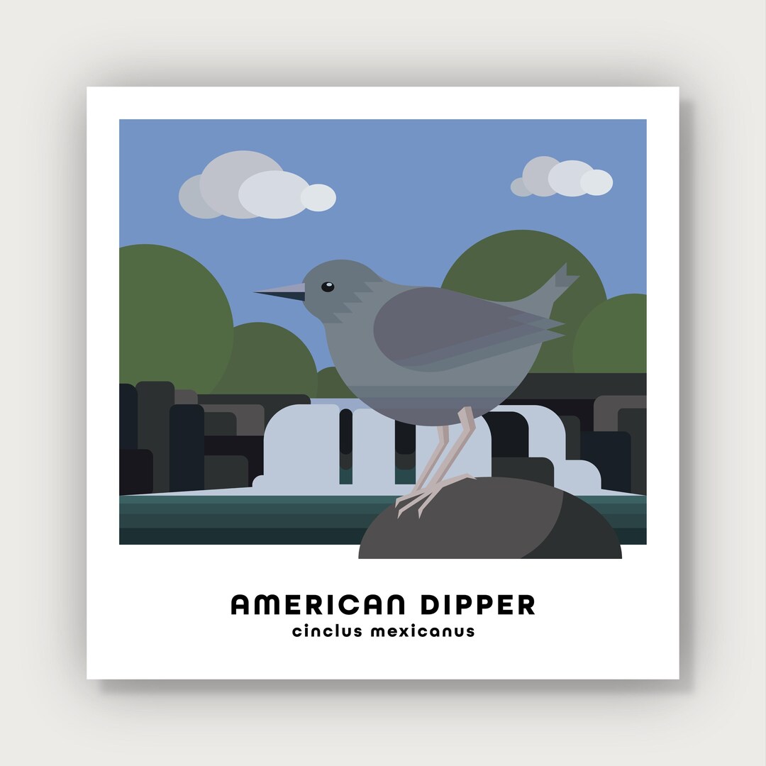 American Dipper - Geometric Birds Art Print - Etsy