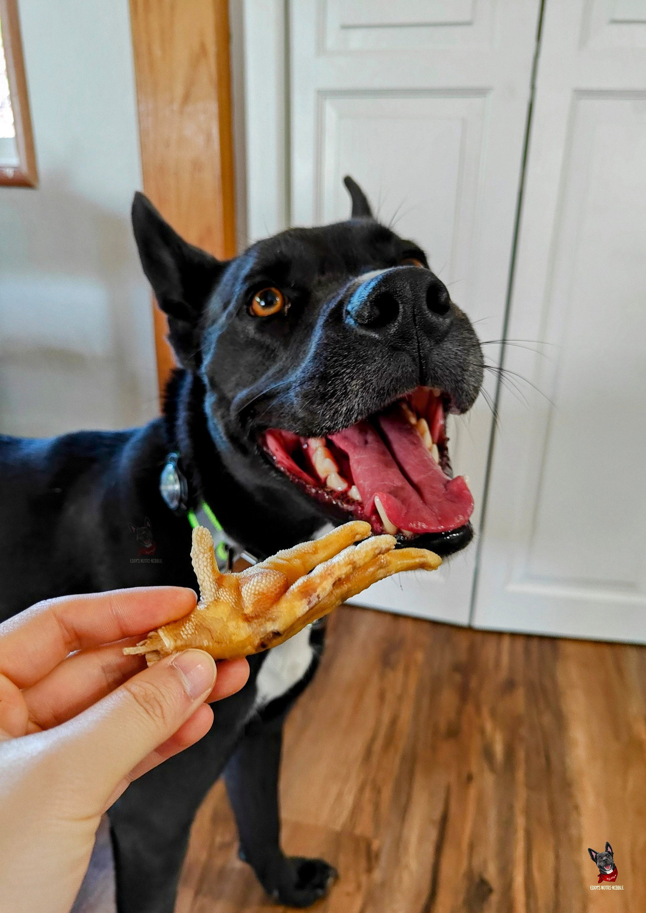 Chicken Feet Dog Treats - Chicken Feet for Dogs, Chicken for Dogs, Dog ...