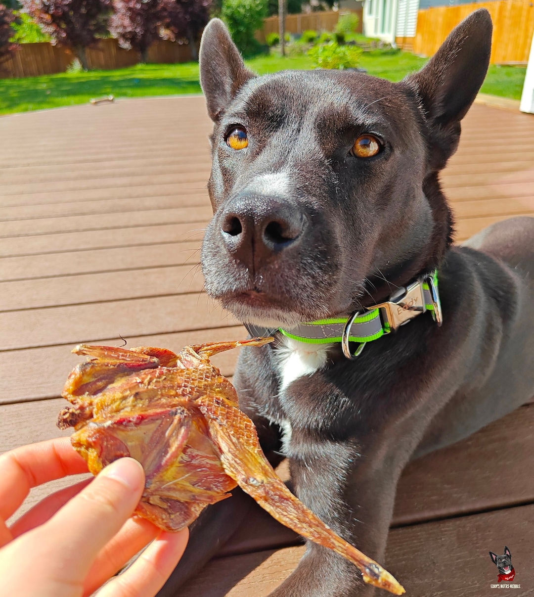 Jumbo Quail Dog Treats - Bird for Dogs, Game Bird for Dogs, Quail for ...