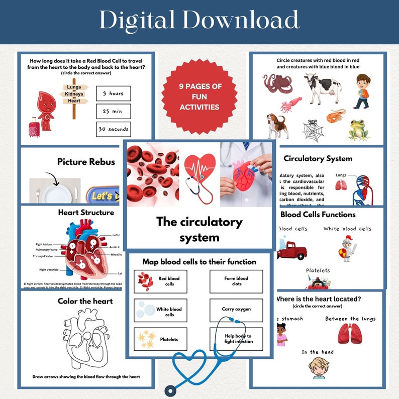 Circulatory System Activity Book for Kids; Human Heart Activity Book ...