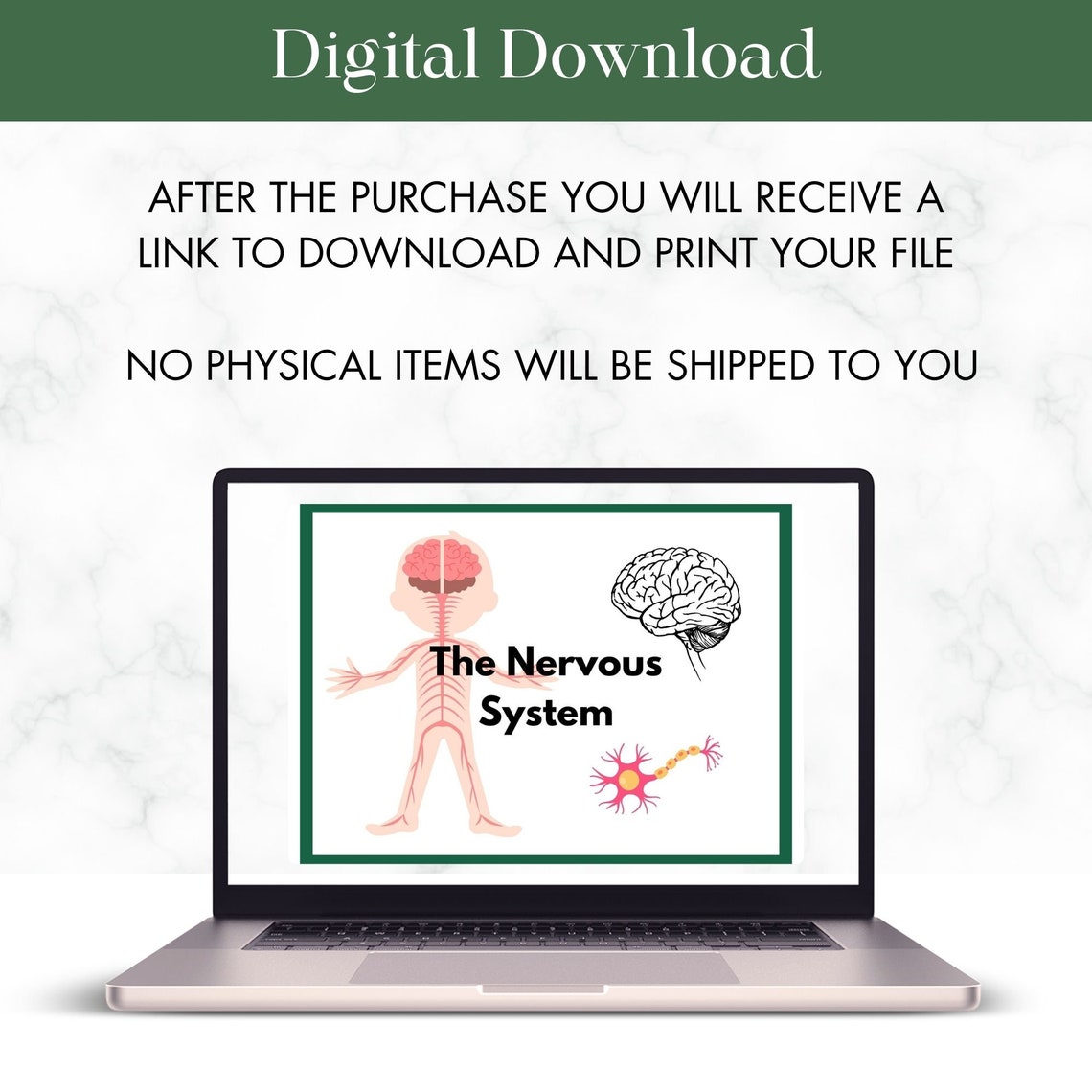 Nervous System Activity Book for Kids; Brain Activity Book; Learning ...