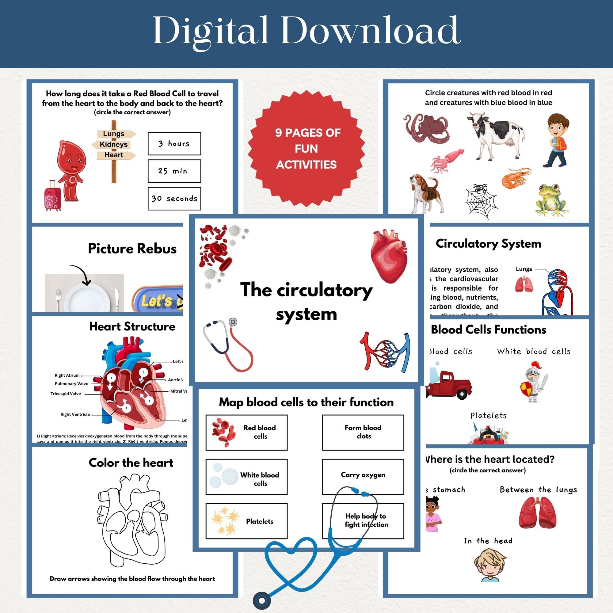 Circulatory System Activity Book for Kids Human Heart Activity Book ...