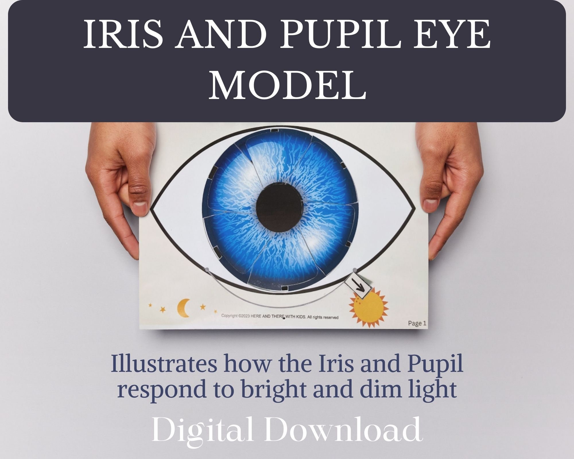 Iris and Pupil Eye Model Digital Download - Etsy