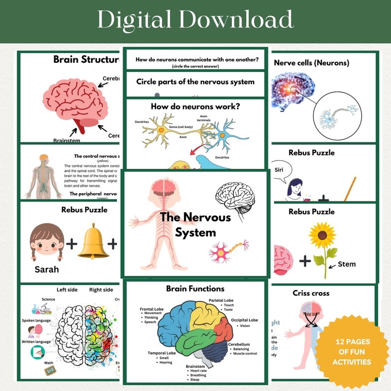 Nervous System Activity Book for Kids; Brain Activity Book; Learning ...