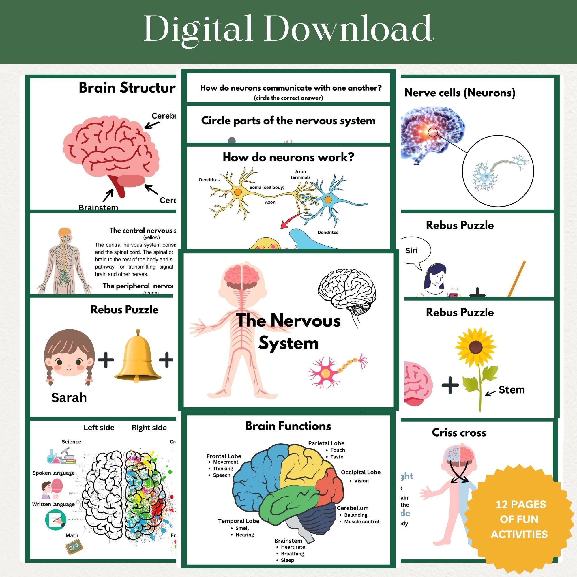 Nervous System Activity Book for Kids; Brain Activity Book; Learning ...