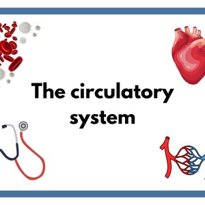 Circulatory System Activity Book for Kids Human Heart Activity Book ...