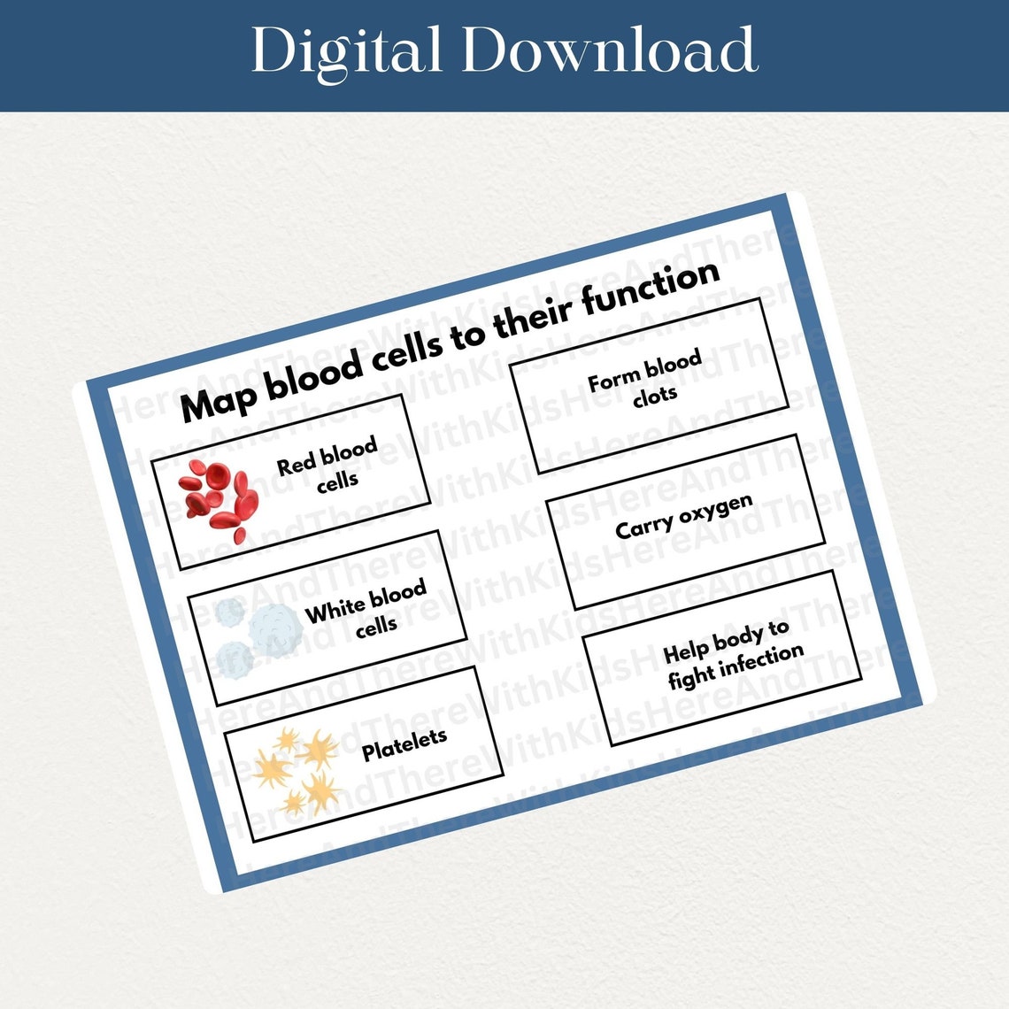 Circulatory System Activity Book for Kids; Human Heart Activity Book ...