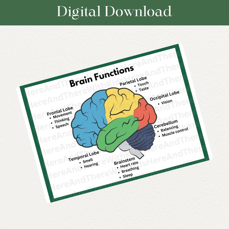 Nervous System Activity Book for Kids; Brain Activity Book; Learning ...