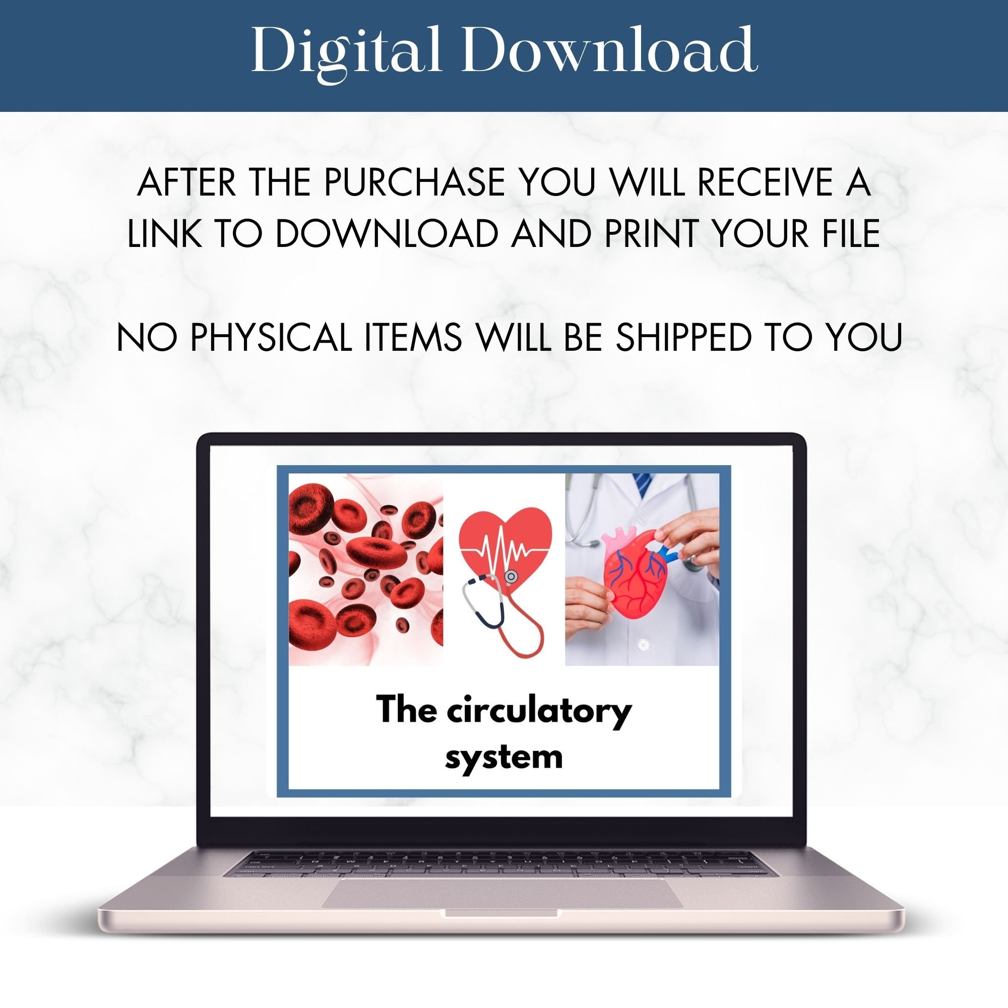 Circulatory System Activity Book for Kids; Human Heart Activity Book ...