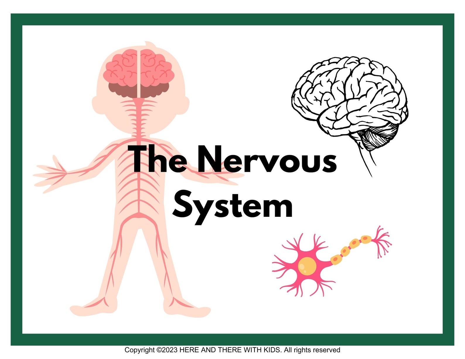 Nervous System Activity Book for Kids; Brain Activity Book; Learning ...
