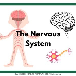 Nervous System Activity Book for Kids; Brain Activity Book; Learning ...
