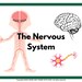 Nervous System Activity Book for Kids; Brain Activity Book; Learning ...