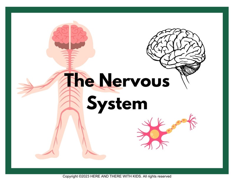 Nervous System Activity Book for Kids; Brain Activity Book; Learning ...