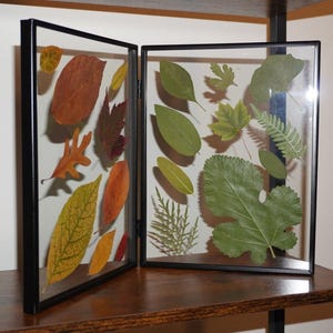 Nature Pressed Leaf Mural, Pressed Leaf Art, Framed Leaves, Eco Art ...