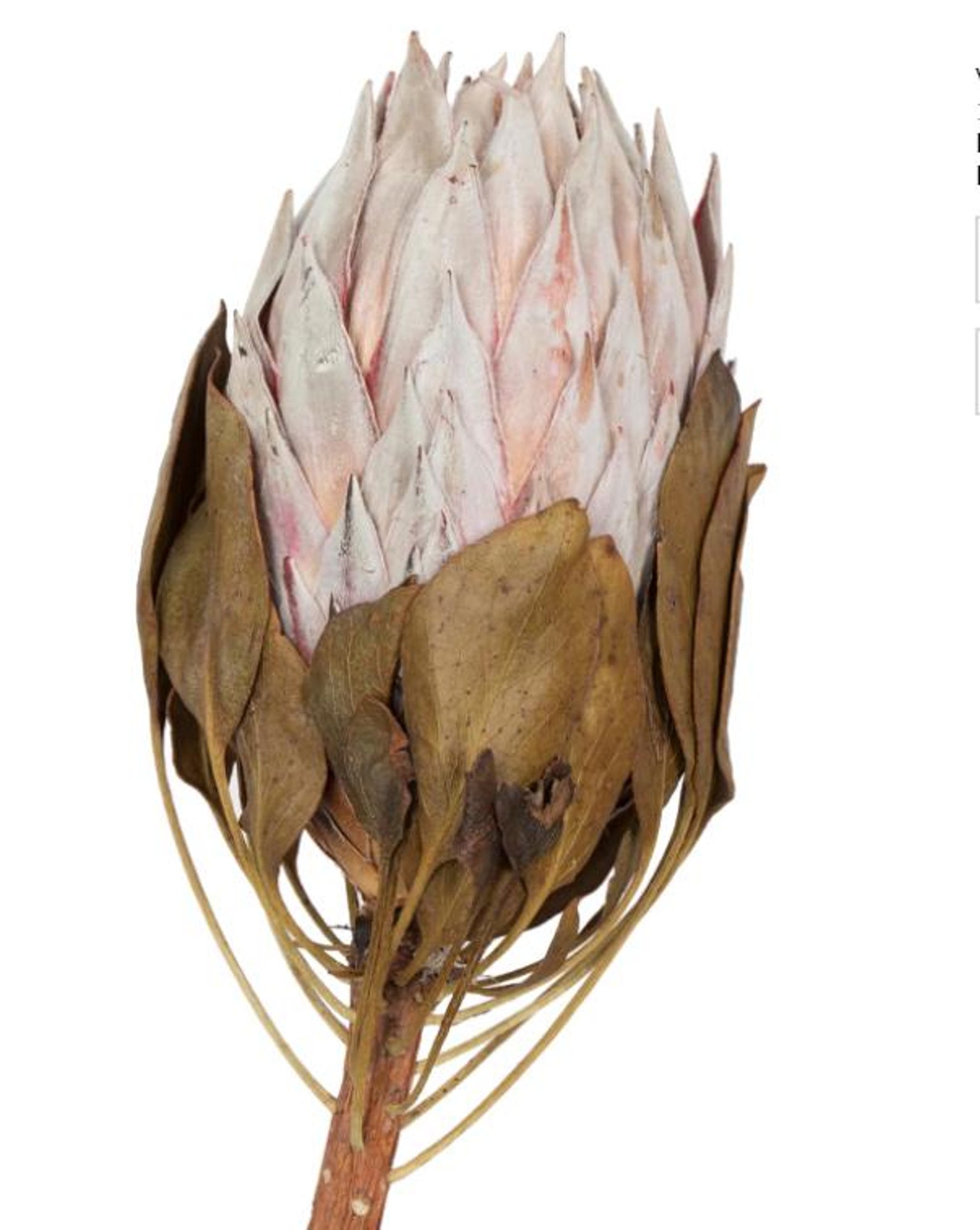 Blush King Protea Stem, Pressed Flowers for Transparent Bookmarks ...