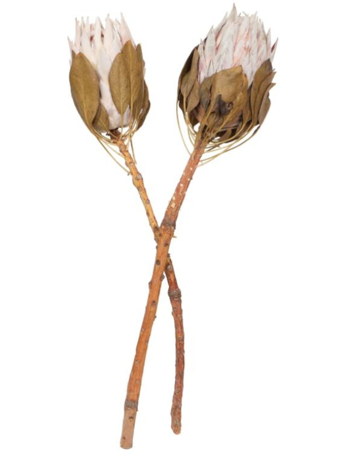 Blush King Protea Stem, Pressed Flowers for Transparent Bookmarks ...