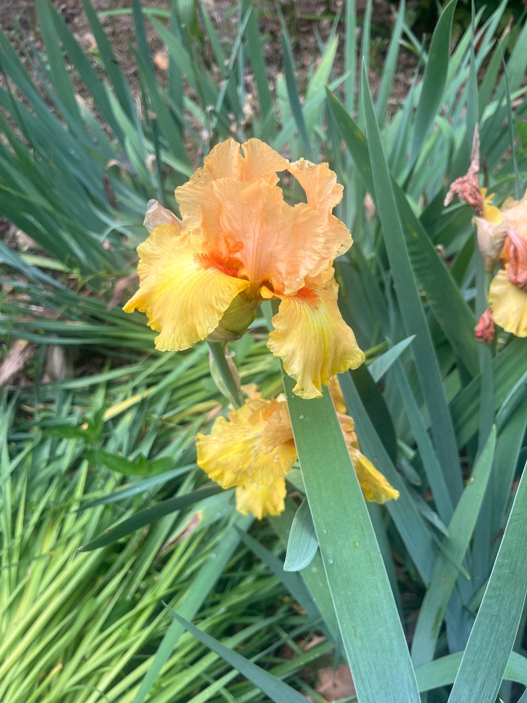 Bronze Irises - Etsy