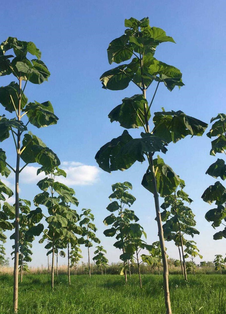 Paulownia Shan Tong (50 Seeds) Empress Tree, Dragon Tree, Princess Tree ...