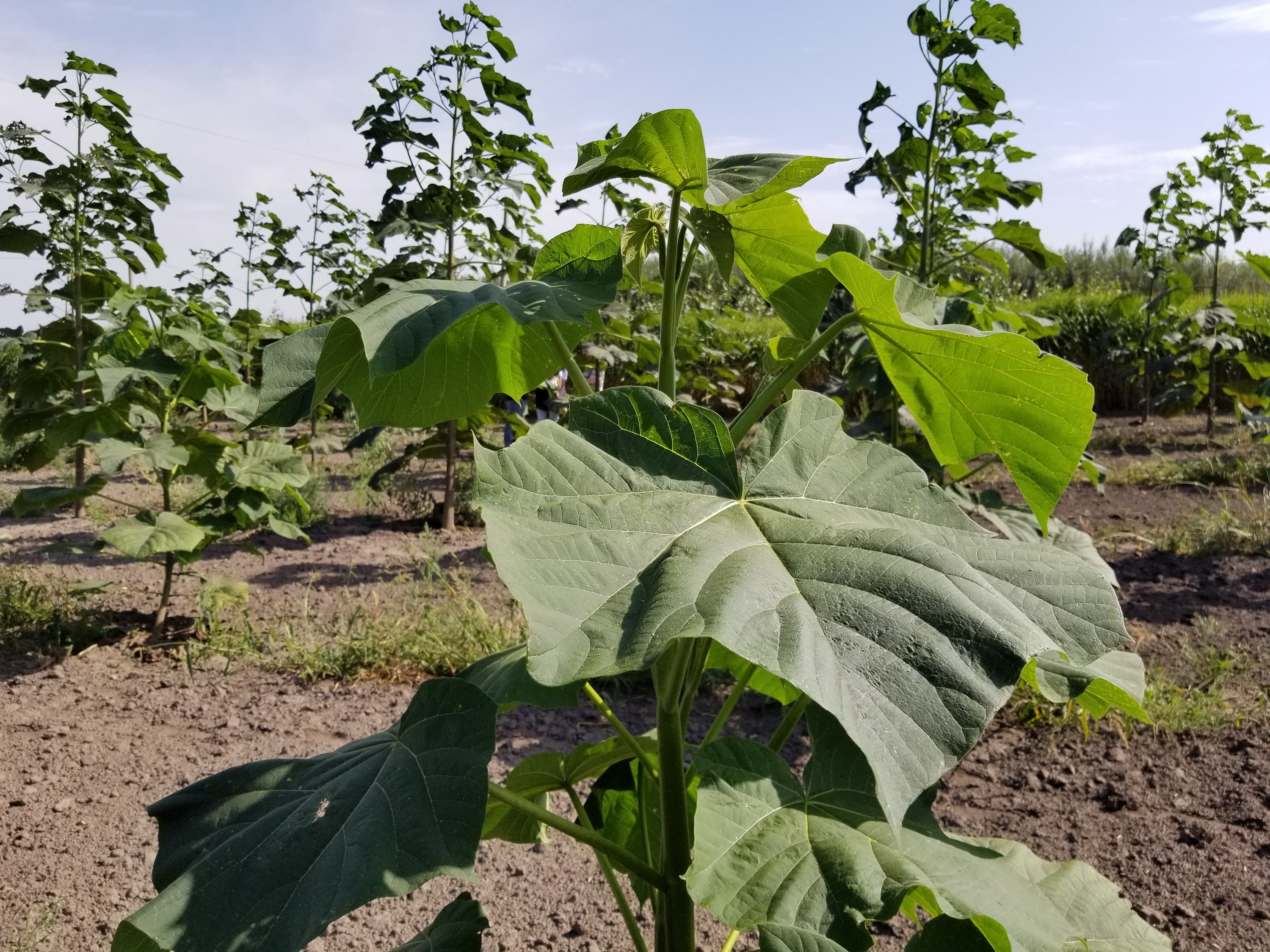Paulownia Mix Tomentosa (2500 graines) Shan Tong (1000 graines) Pao ...