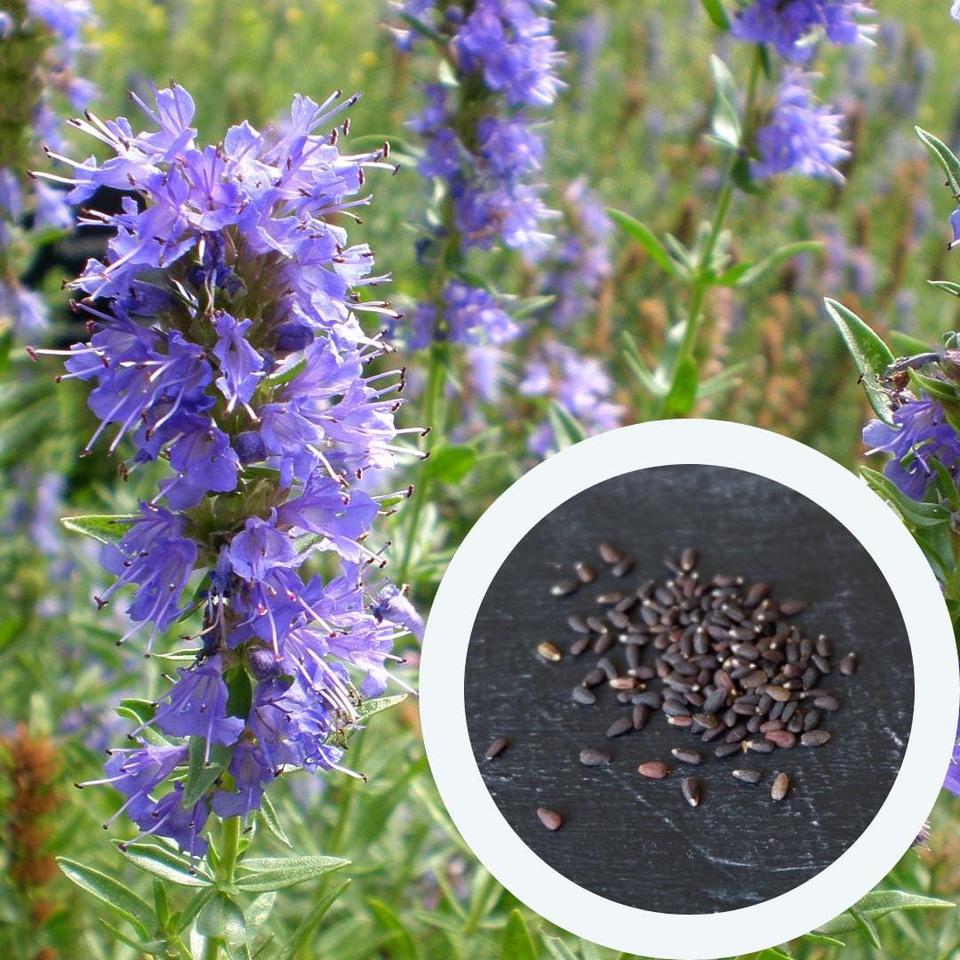 Hyssop Hyssopus Officinalis Seeds 0,25 G. (approx. 200 PCS) Heirloom ...