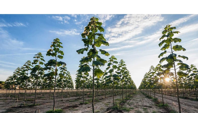 Paulownia Shan Tong (50 graines) Empress Tree, Dragon Tree, Princess ...