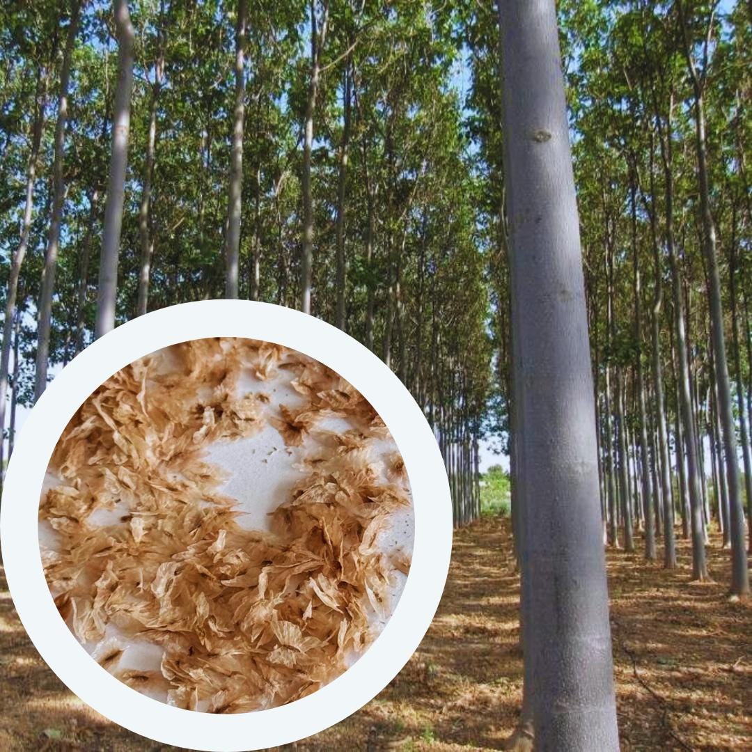 Paulownia Pao Tong Z07 (50 graines) Empress Tree, Dragon Tree, Princess ...