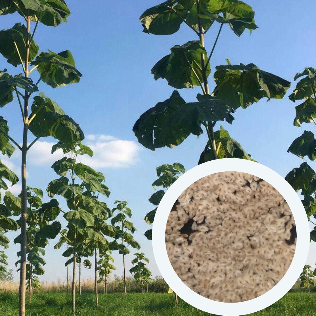 Paulownia Shan Tong 0,25 G. (1000 Seeds) Empress Tree, Dragon Tree ...