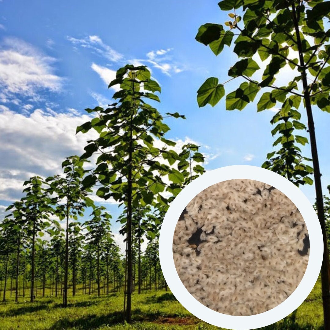 Paulownia Shan Tong (50 Seeds) Empress Tree, Dragon Tree, Princess Tree ...